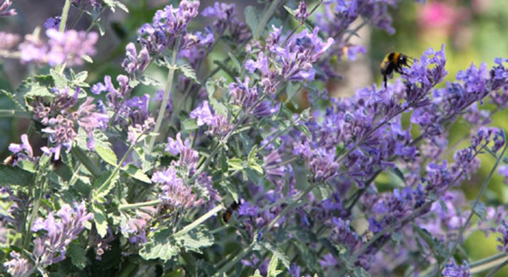 Catnip and Cats: The Science Behind the Beloved Plant's Effects - Fuzzy ...