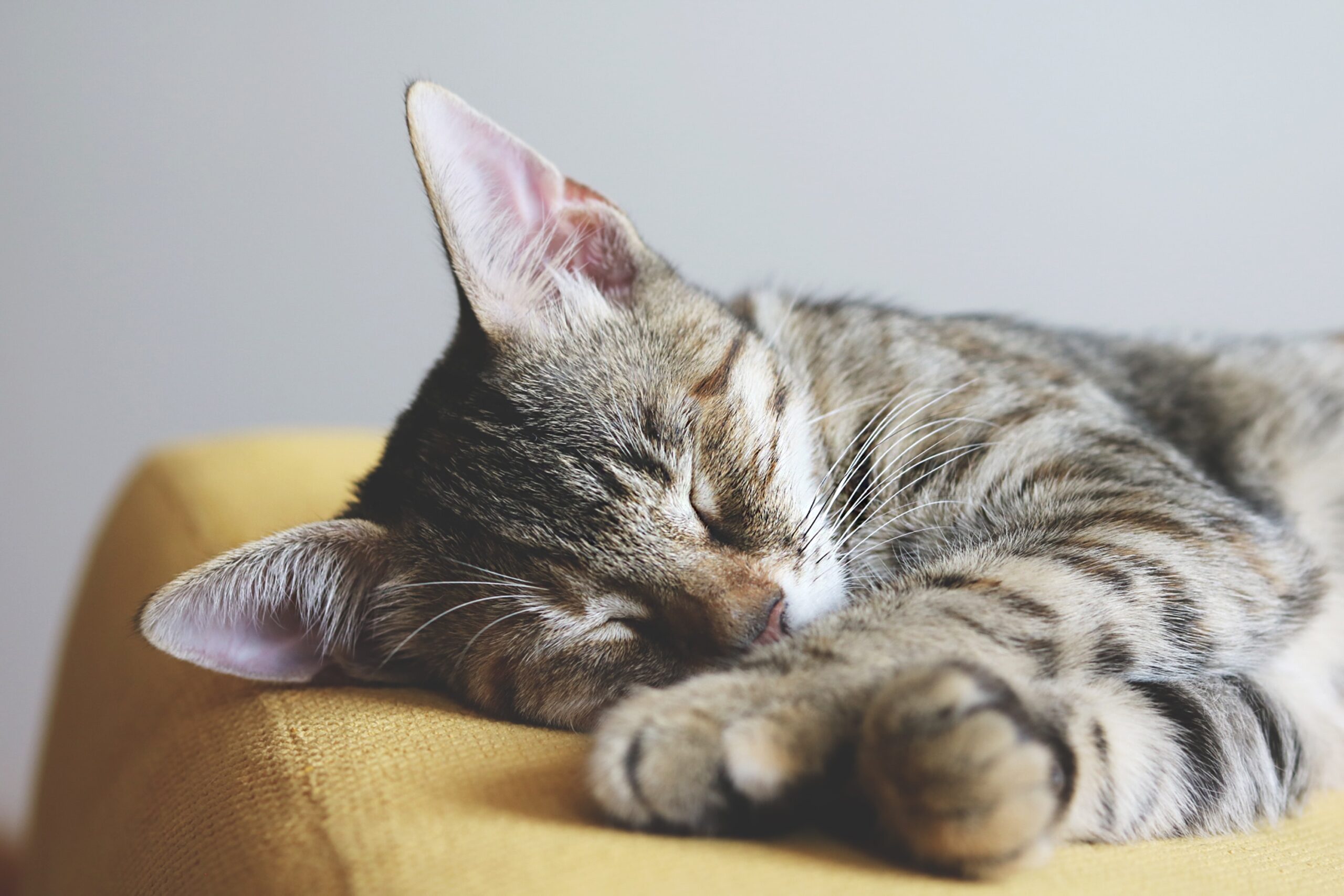 Catnap Chronicles: Unlocking the Secrets of Feline Sleep Patterns ...