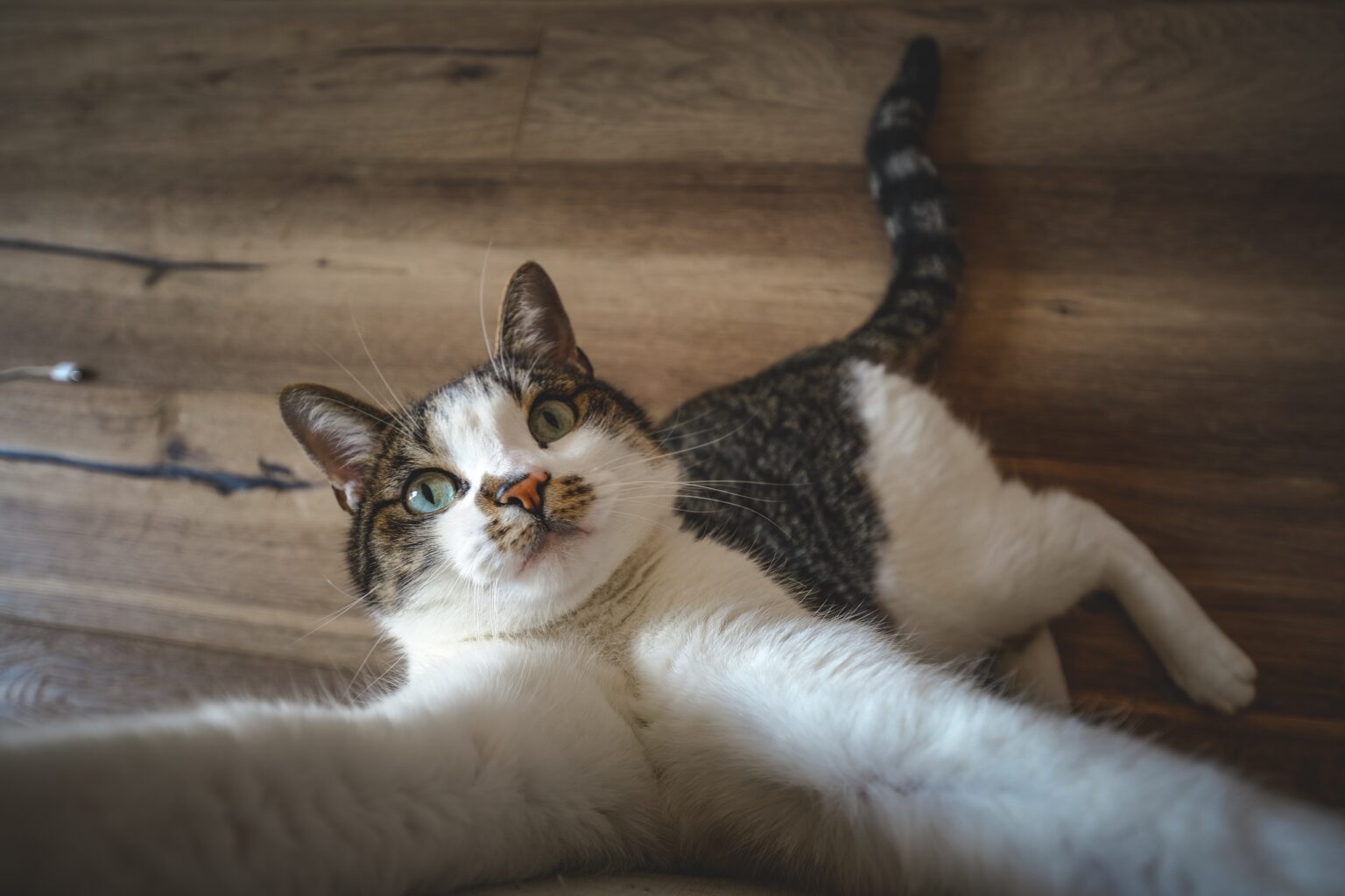 Pouncing into Playtime: Meet the Top 10 Most Playful Cat Breeds - Fuzzy ...